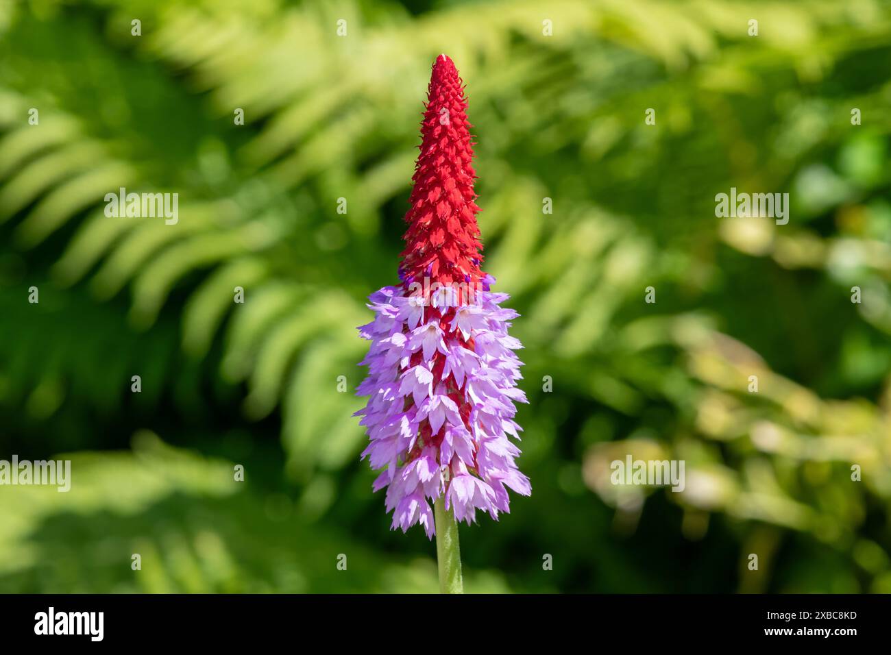 Primula vialli so hi-res stock photography and images - Alamy