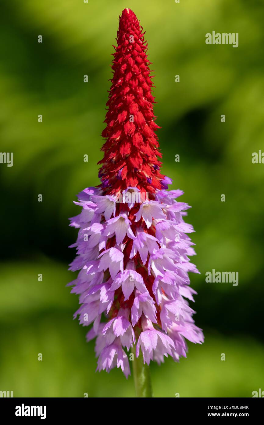 Close up of an orchid primrose (primula vialli) in bloom Stock Photo ...