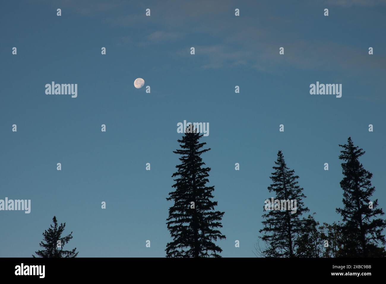 Waning moon rising over pine trees in Theodore Roosevelt National Park ...