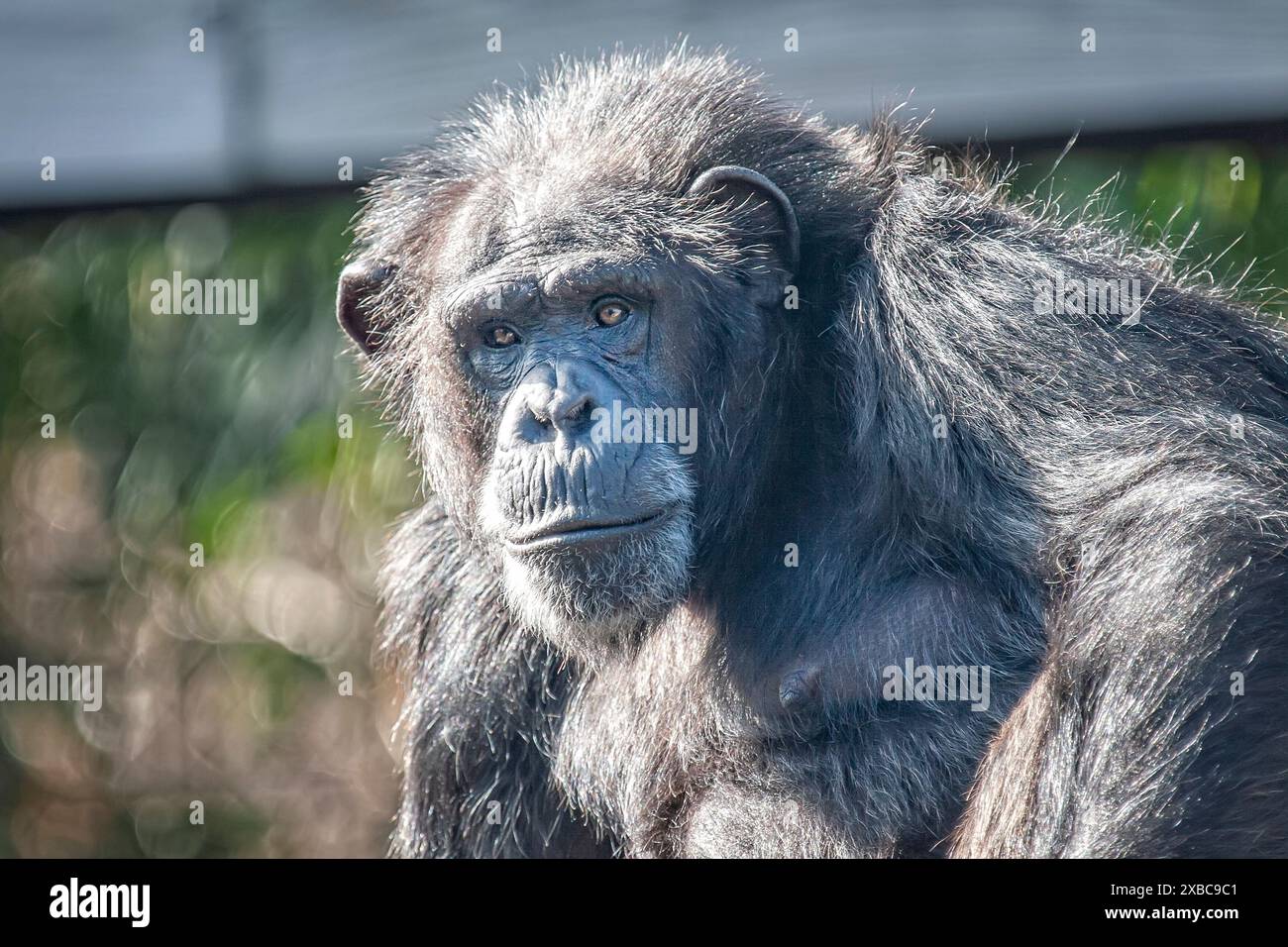 Captive Adult Chimpanzee in Natural Setting with Black Fur Stock Photo ...