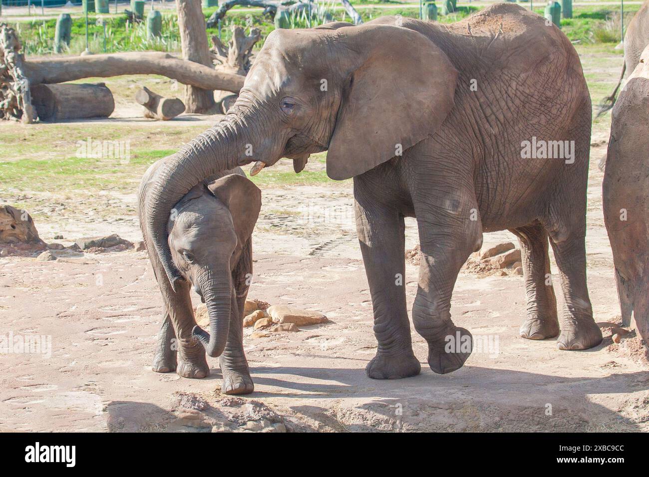 Adult Female Elephant, protective behavior with baby elephant Stock ...