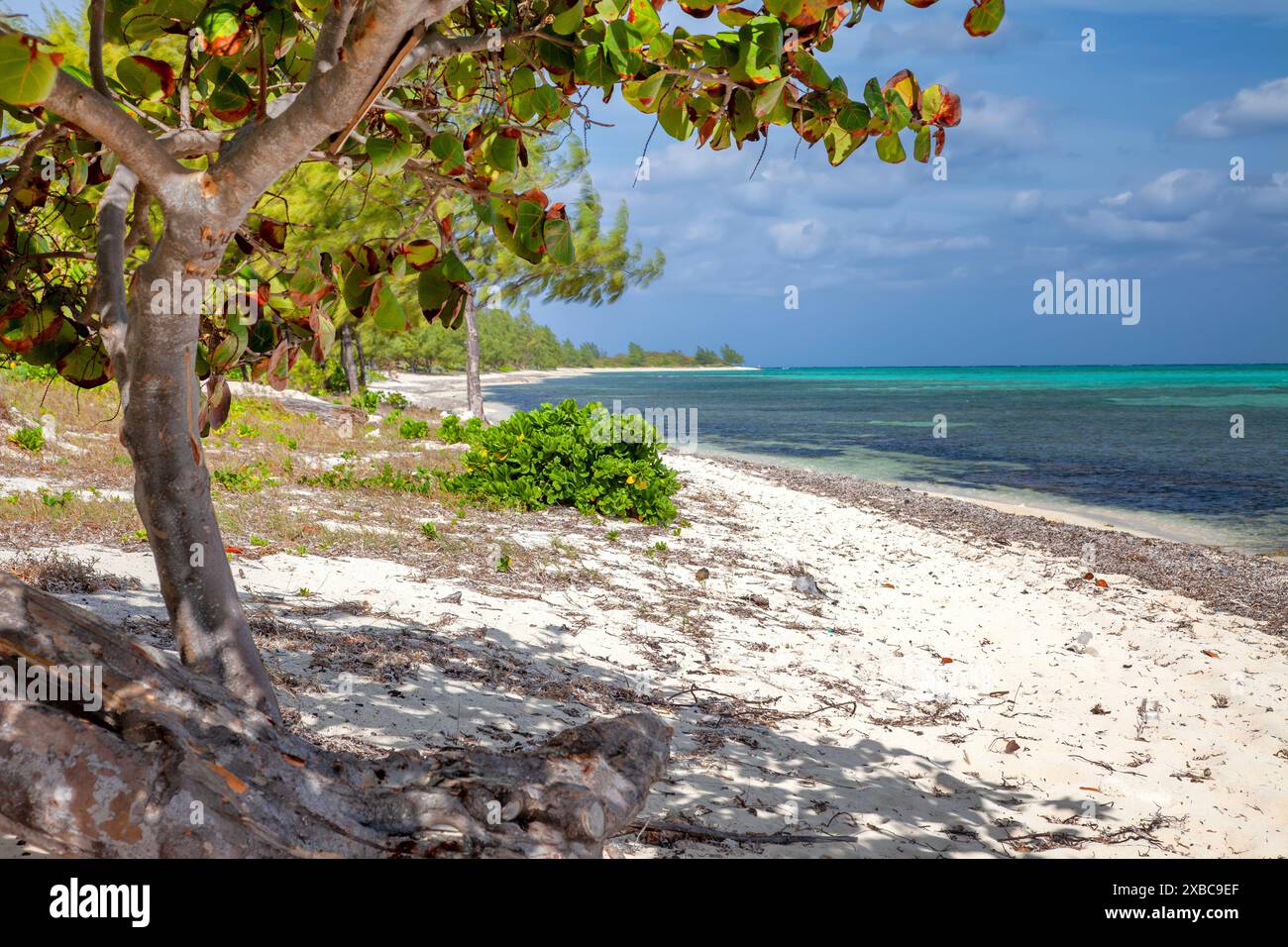 Cayman islands beach hi-res stock photography and images - Alamy