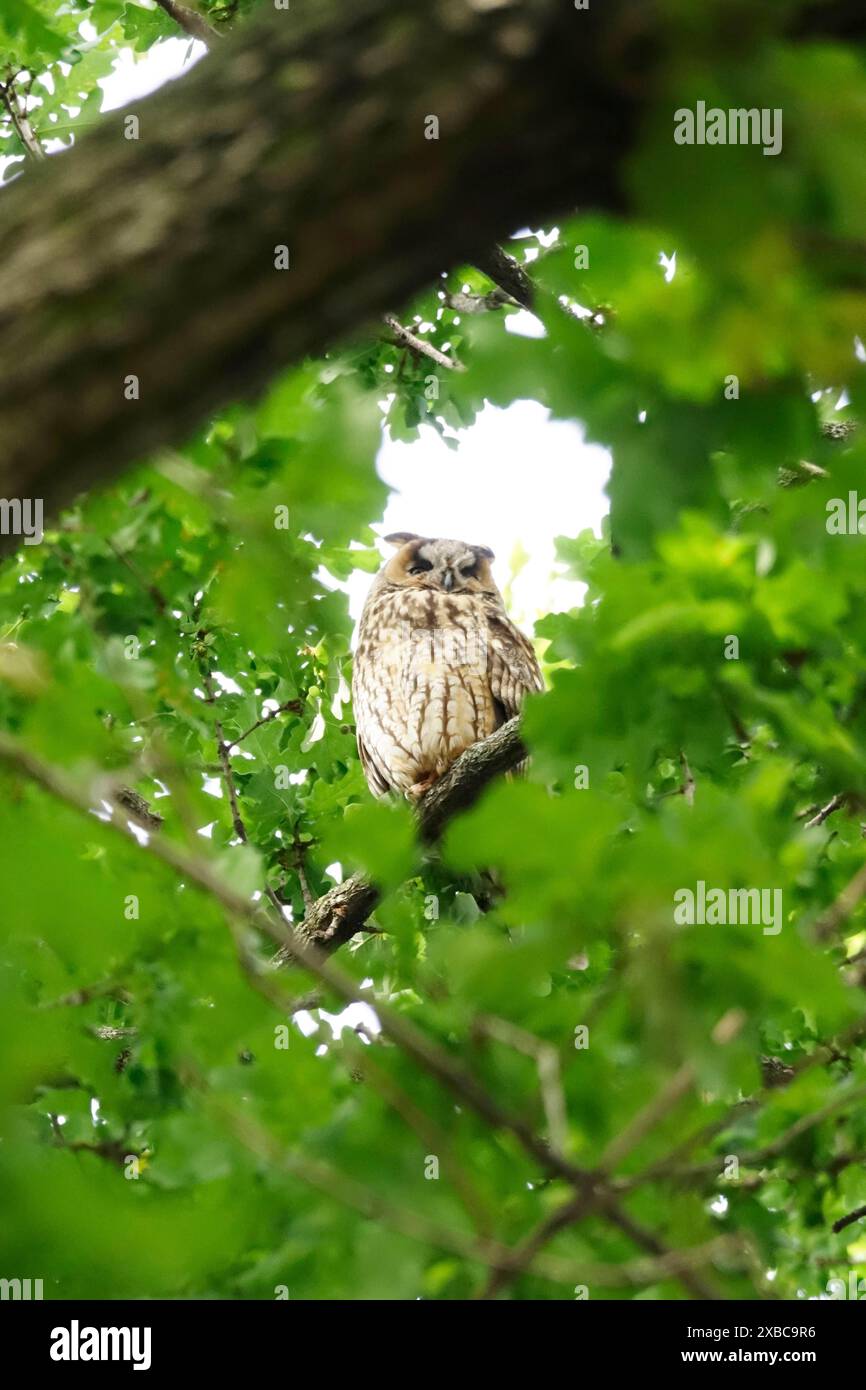 Long-eared owl (asio otus), June, Saxony, Germany Stock Photo - Alamy