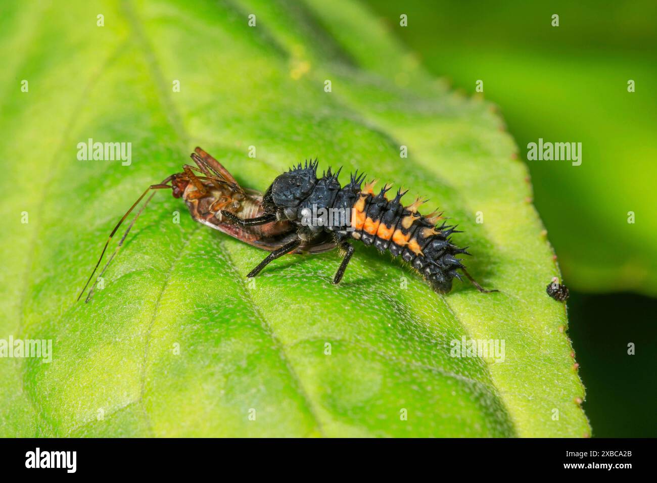 Larva of Asian lady beetle feeding on a dead bug larva, Baden ...