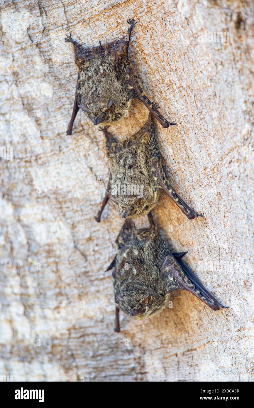 Long-nosed proboscis bat (Rhynchonycteris naso) Pantanal Brazil Stock ...