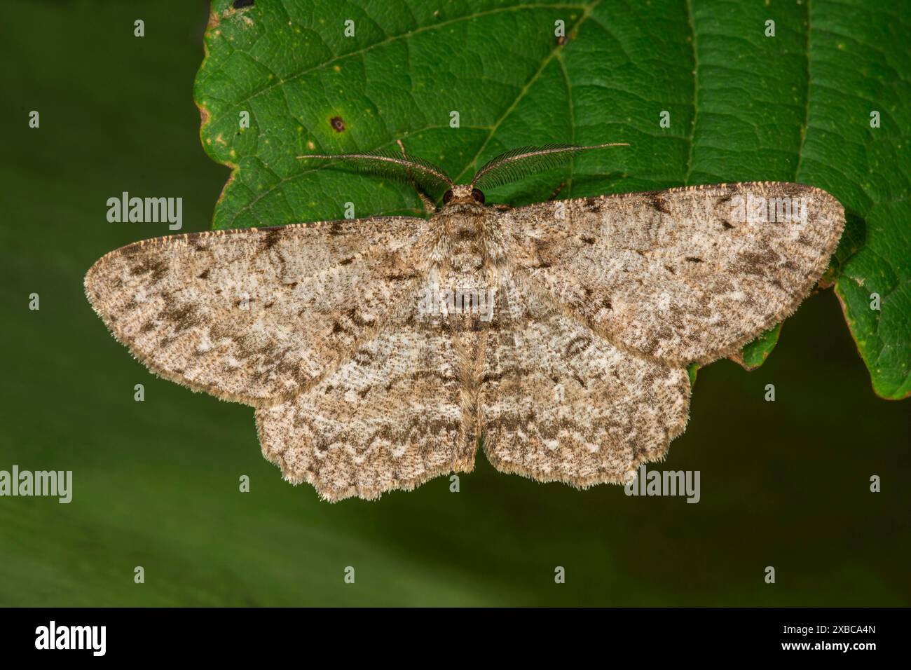 Ash-grey bark moth (Hypomecis punktinalis) with spotted pattern sitting ...