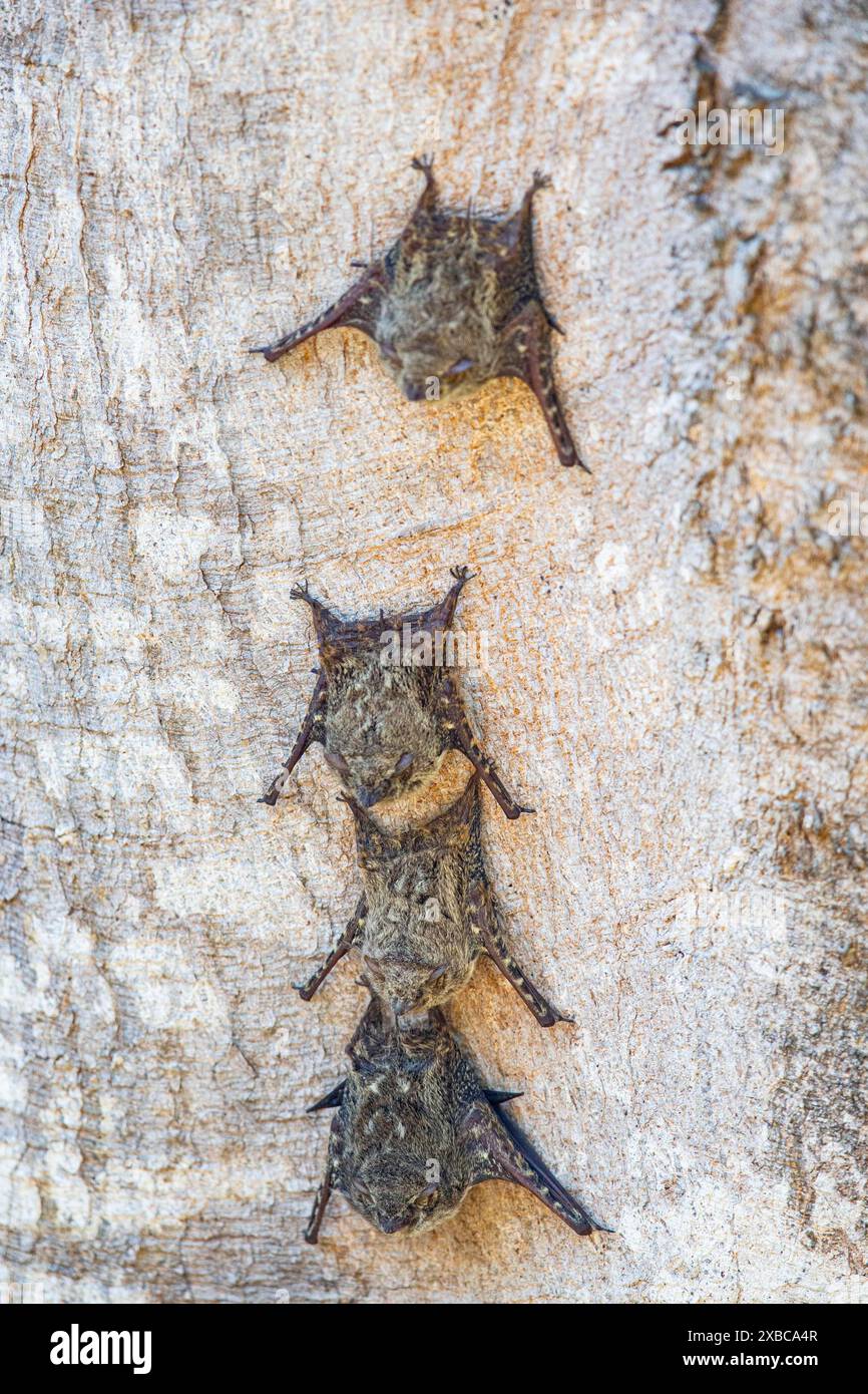 Long-nosed proboscis bat (Rhynchonycteris naso) Pantanal Brazil Stock ...