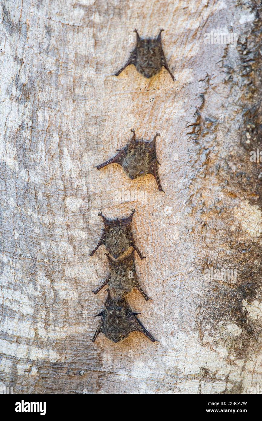 Long-nosed proboscis bat (Rhynchonycteris naso) Pantanal Brazil Stock ...