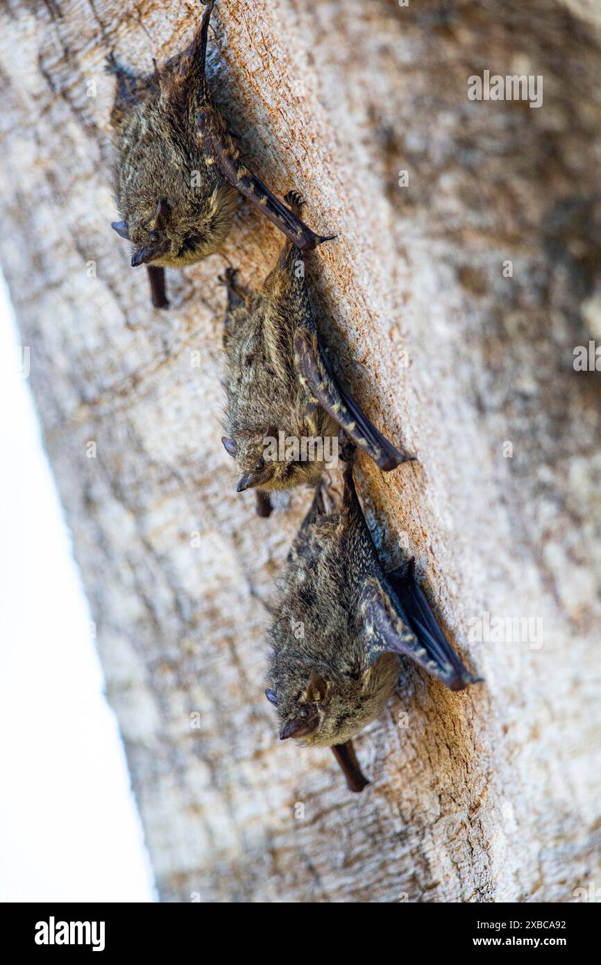 Long-nosed proboscis bat (Rhynchonycteris naso) Pantanal Brazil Stock ...