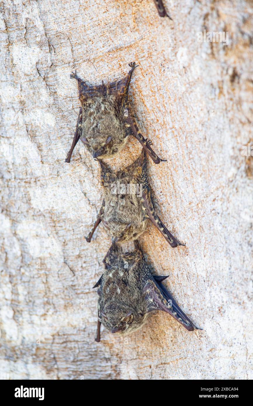 Long-nosed proboscis bat (Rhynchonycteris naso) Pantanal Brazil Stock ...