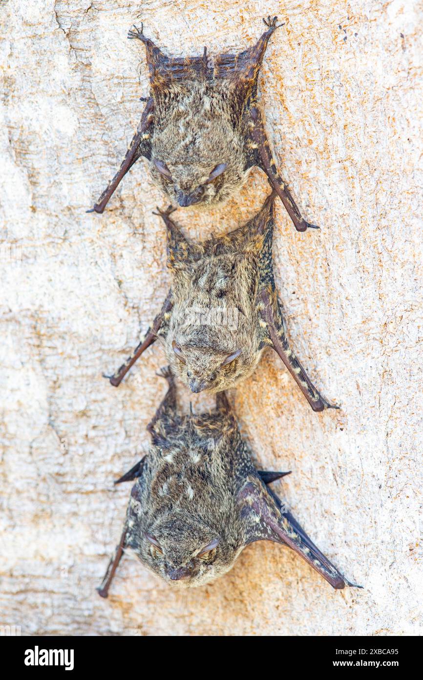 Long-nosed proboscis bat (Rhynchonycteris naso) Pantanal Brazil Stock ...