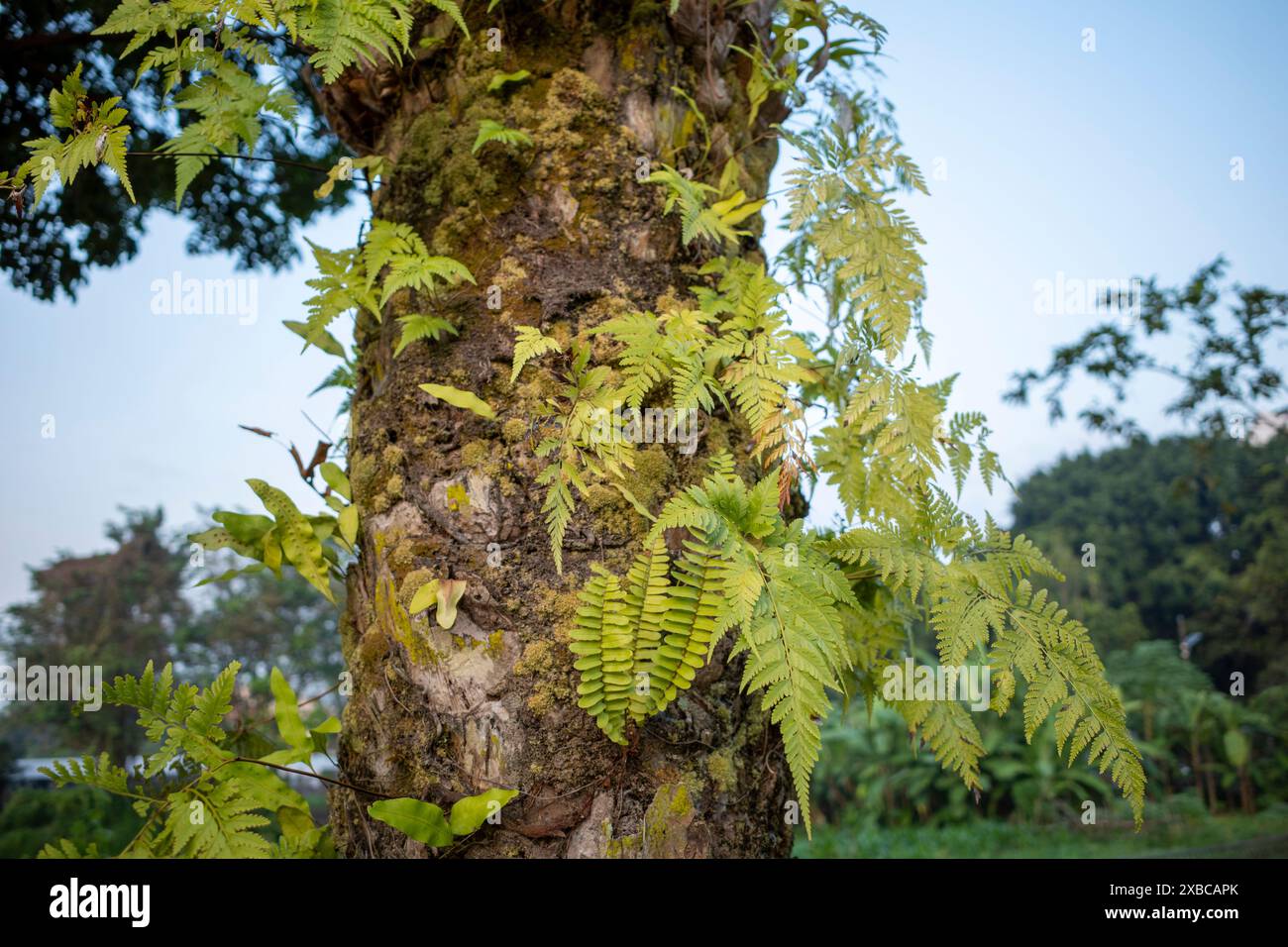 Epiphytes on tree hi-res stock photography and images - Alamy