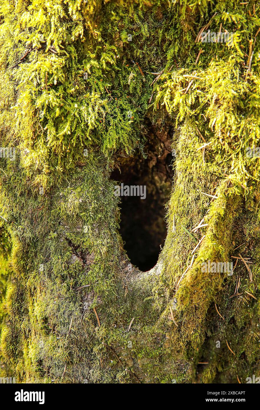 A close-up of a tree with mossy bark and a dark hollow in the center ...