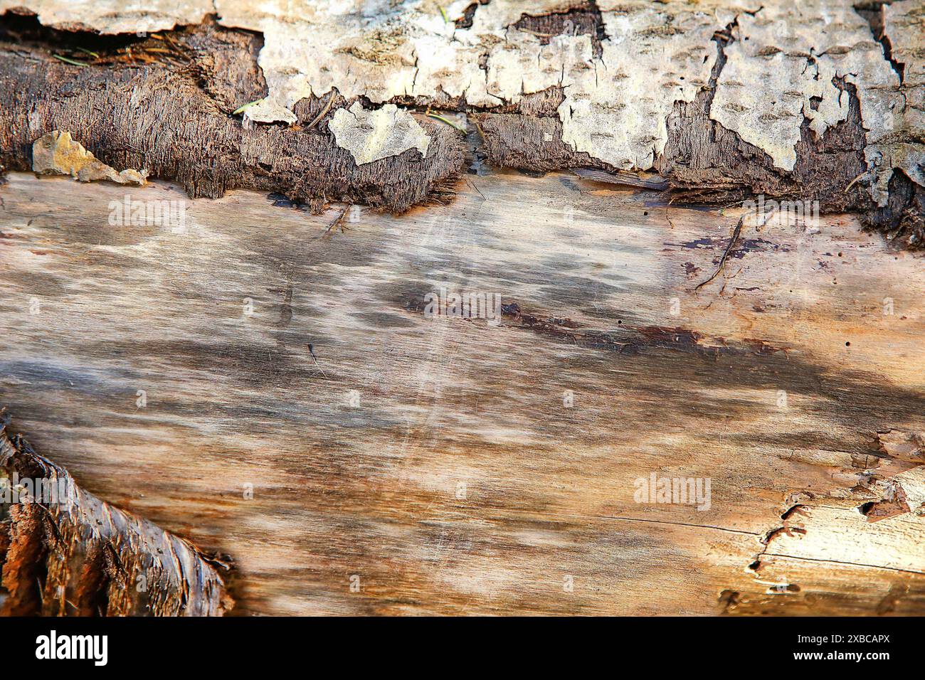 Close-up view of tree bark showing intricate natural patterns and ...
