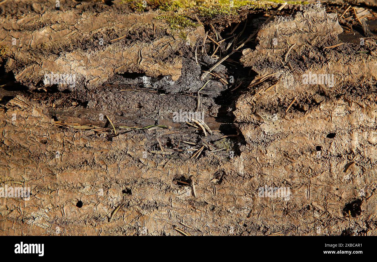 Close-up of rough tree bark with textured, natural surface in an ...