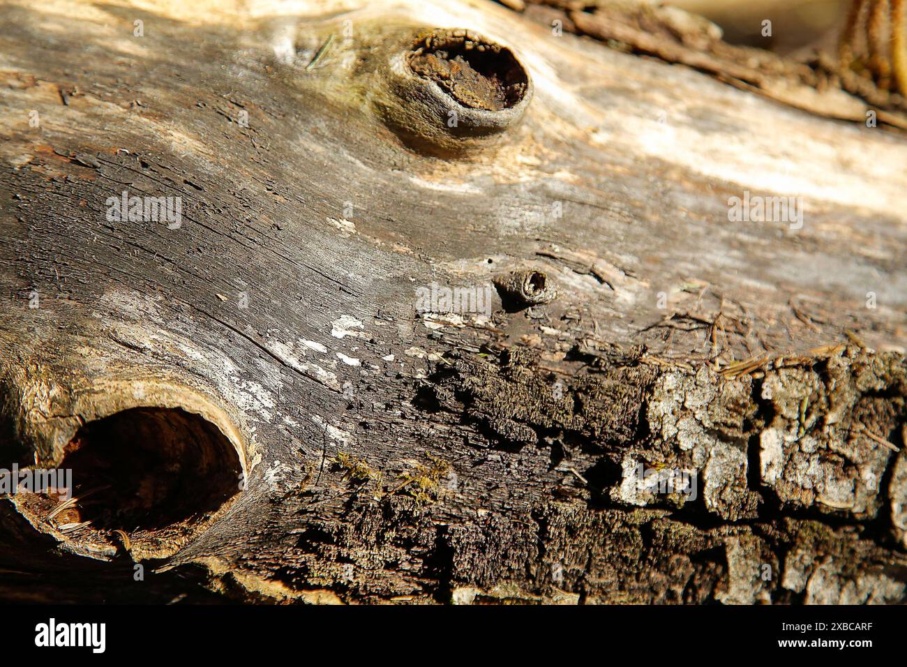 Close-up of weathered tree bark showcasing rough texture and earthy ...