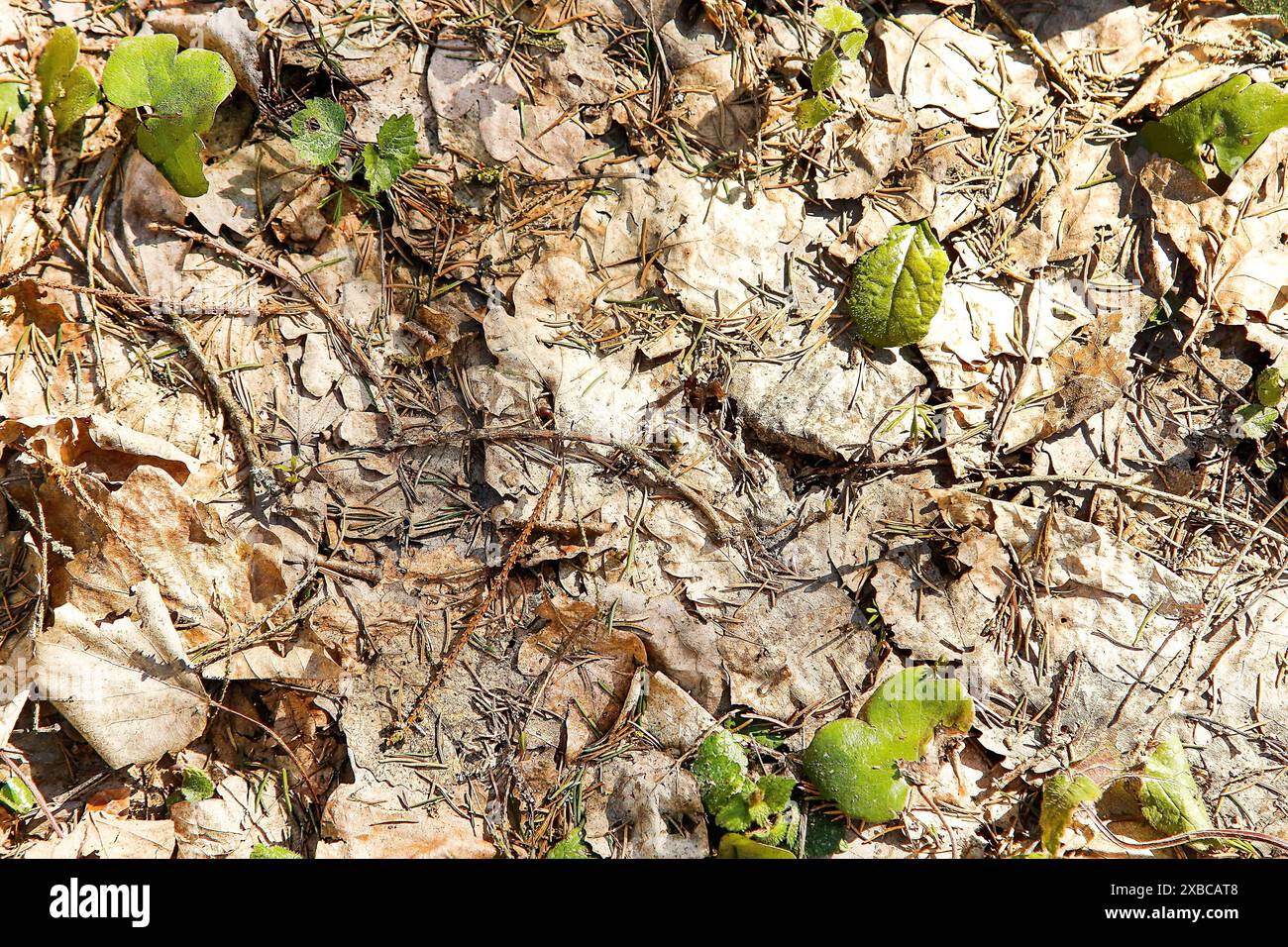 Dry leaves and small green plants scattered on the forest floor with ...