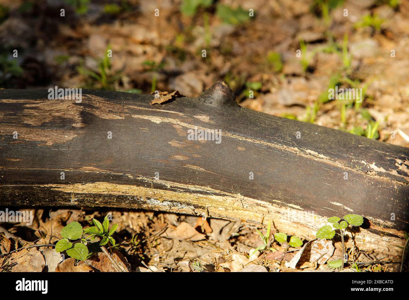 A fallen tree branch laying on the forest floor surrounded by dry ...