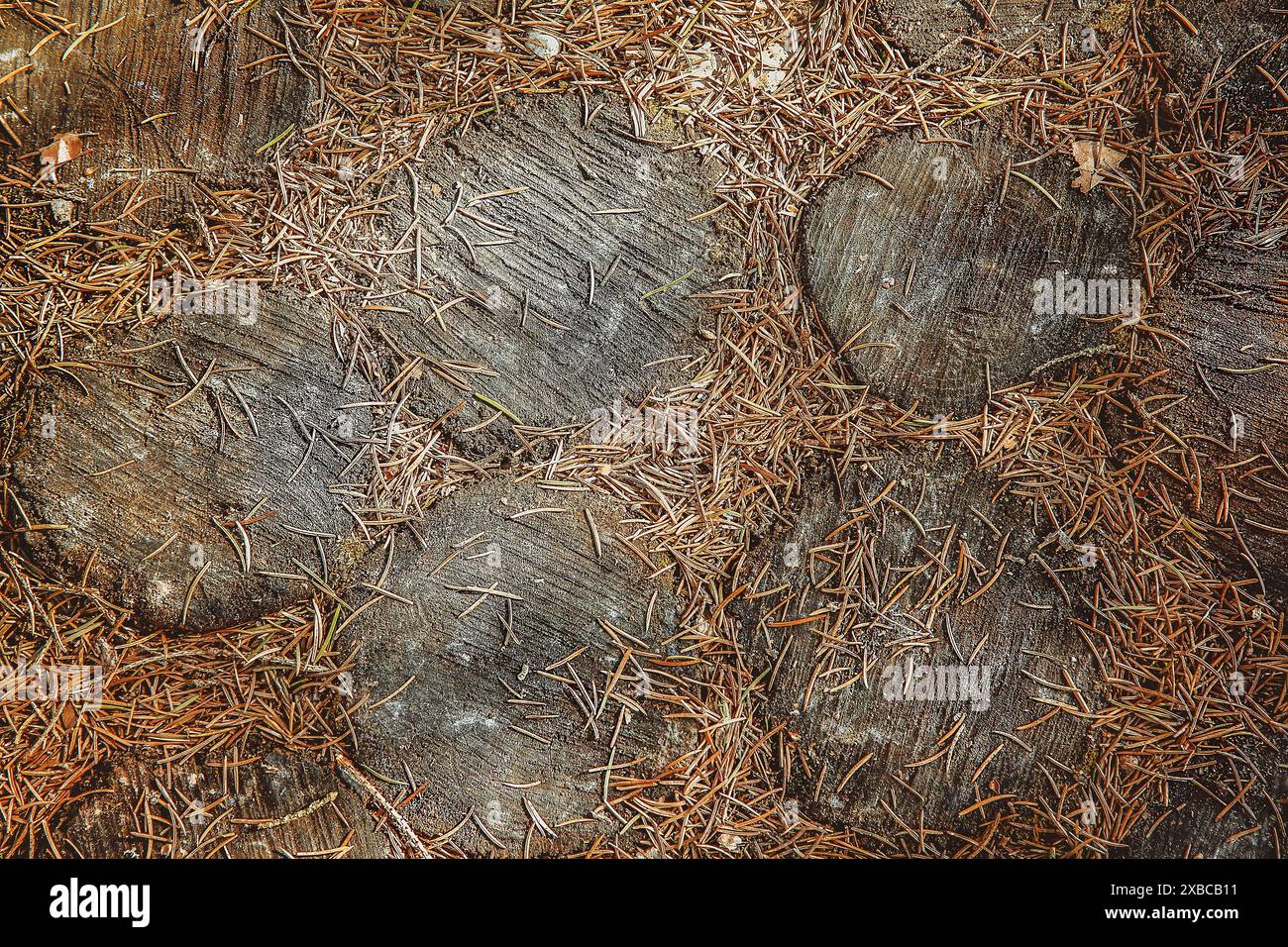 Tree stumps covered with scattered pine needles, creating a textured ...