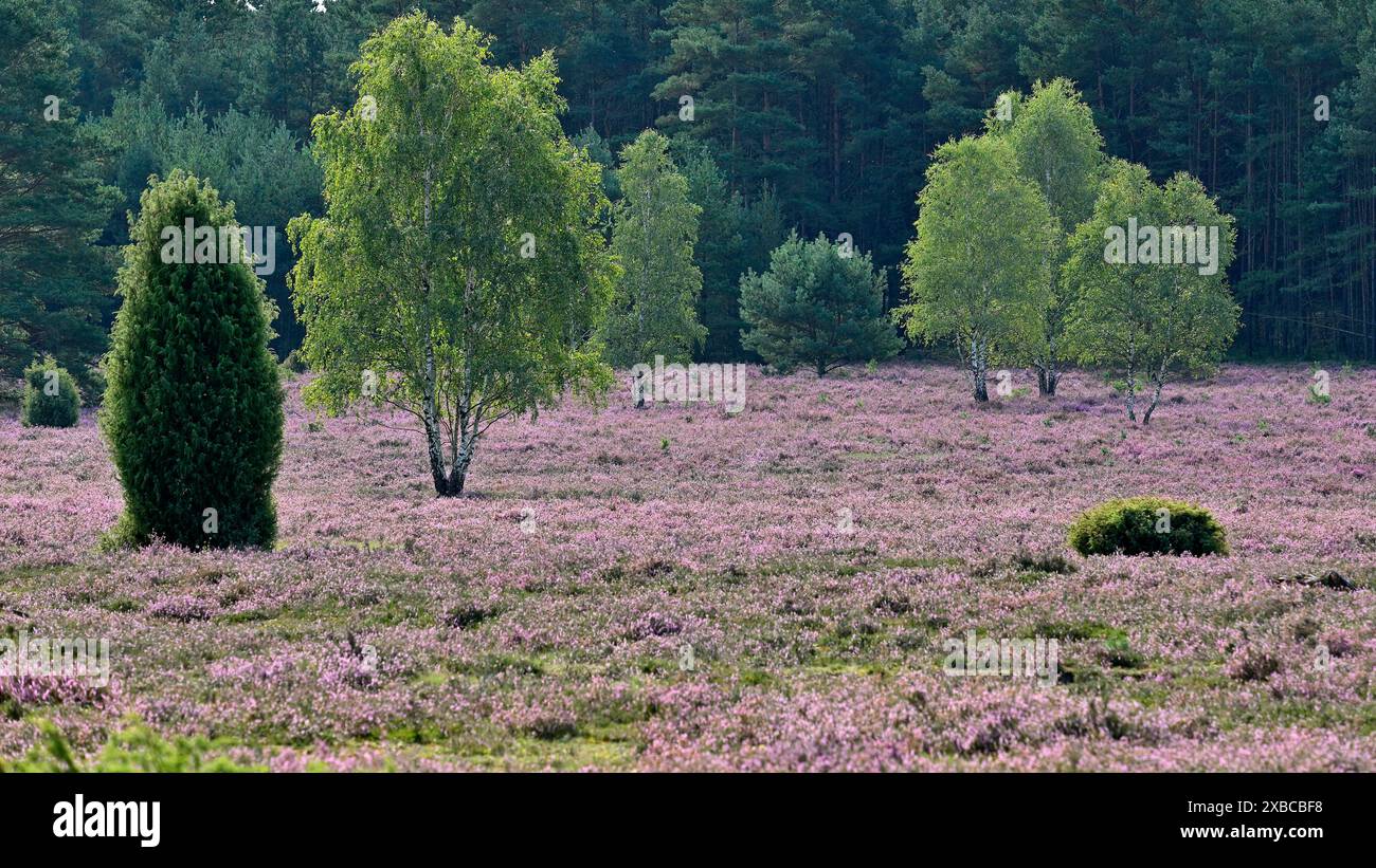 Birch trees (Betula pendula) on a flowering heath (Erica vulgaris ...