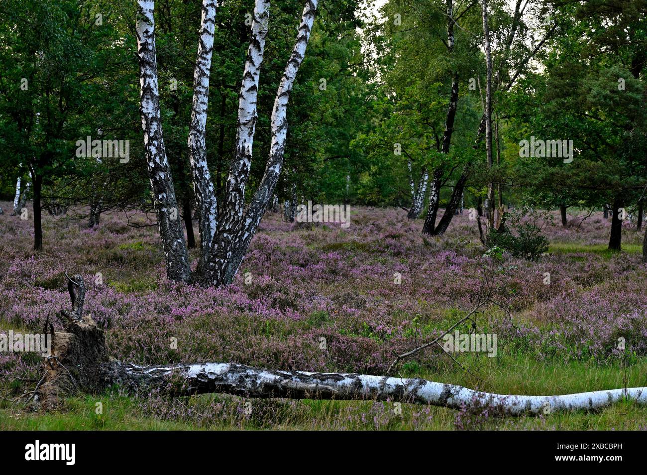 Birch trees (Betula pendula) on a flowering heath (Erica vulgaris ...