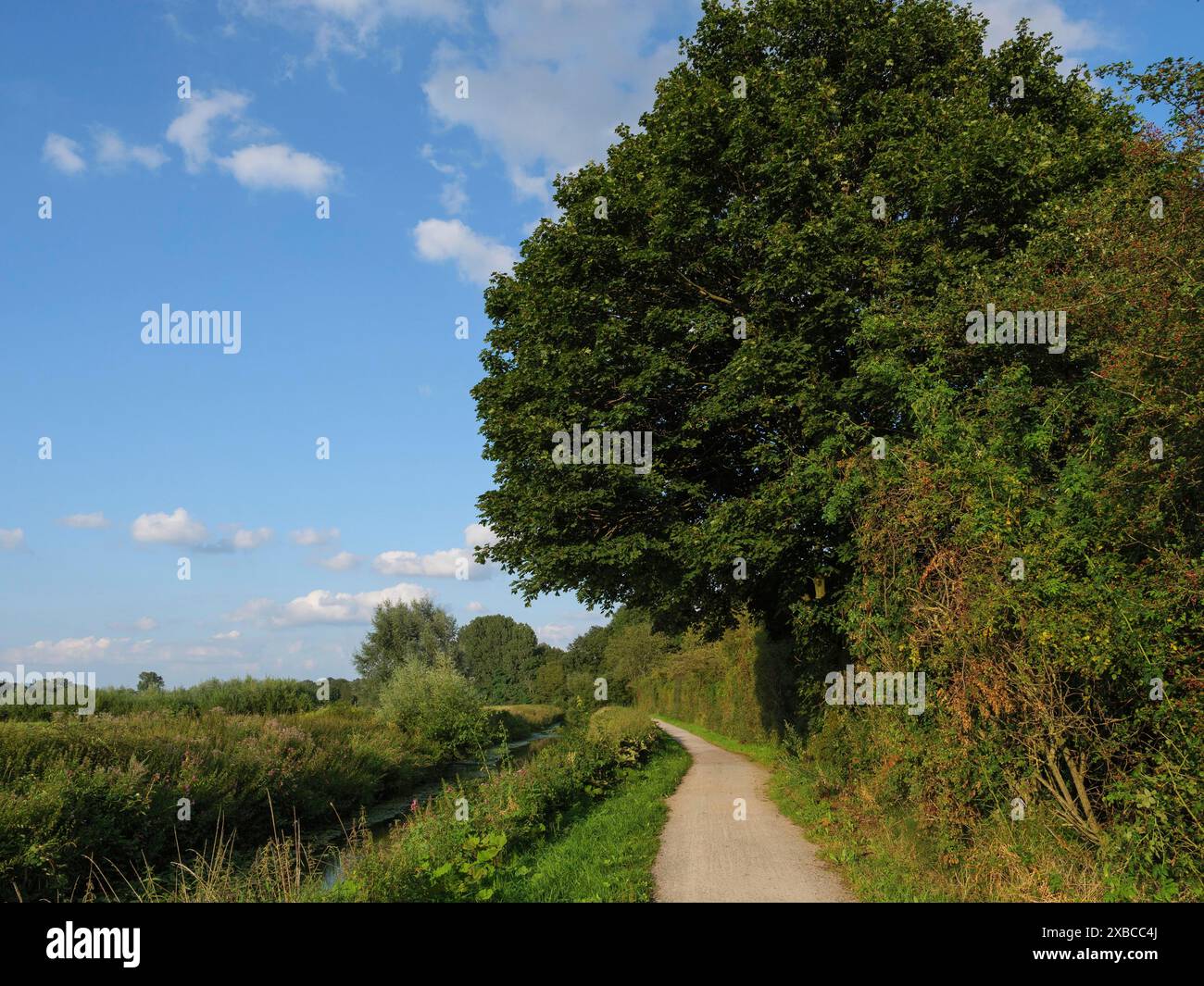 A broad tree towers over a narrow path leading through a green ...