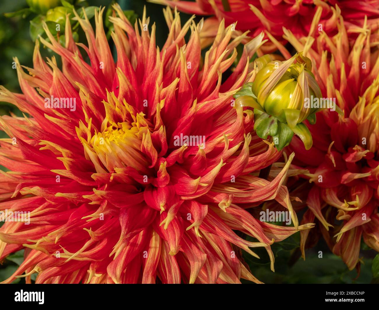 Close-up of a red dahlia with yellow tips and green buds, Legden ...