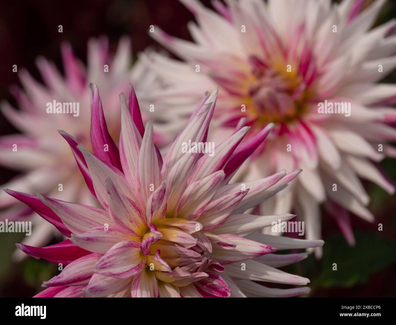 Two dahlias with white flowers and pink tips, foreground and background ...