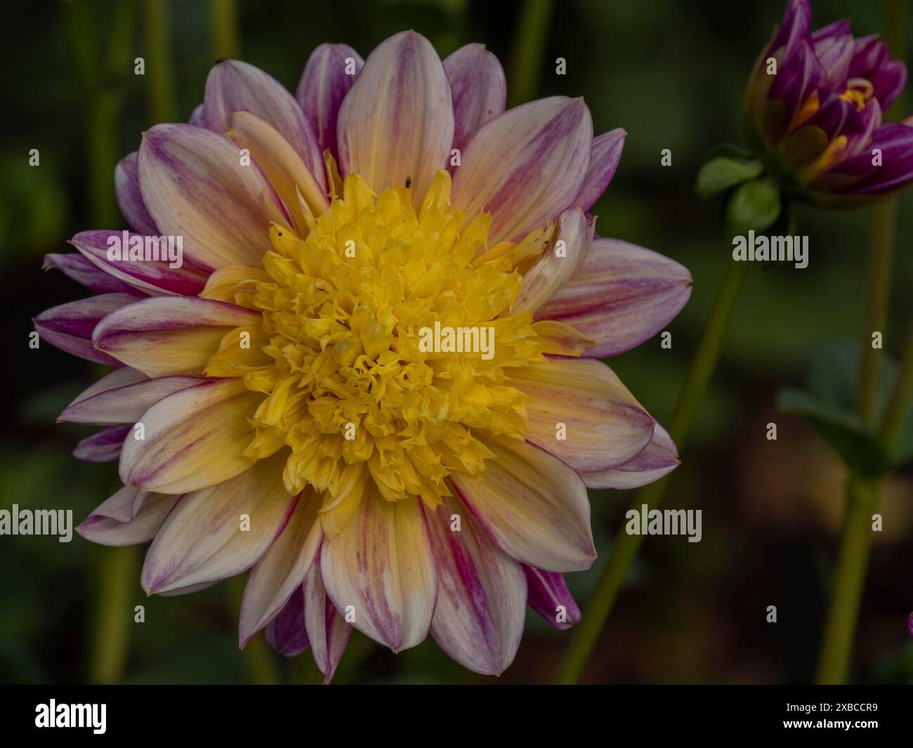 A single dahlia flower with yellow centre and purple petals in a garden ...