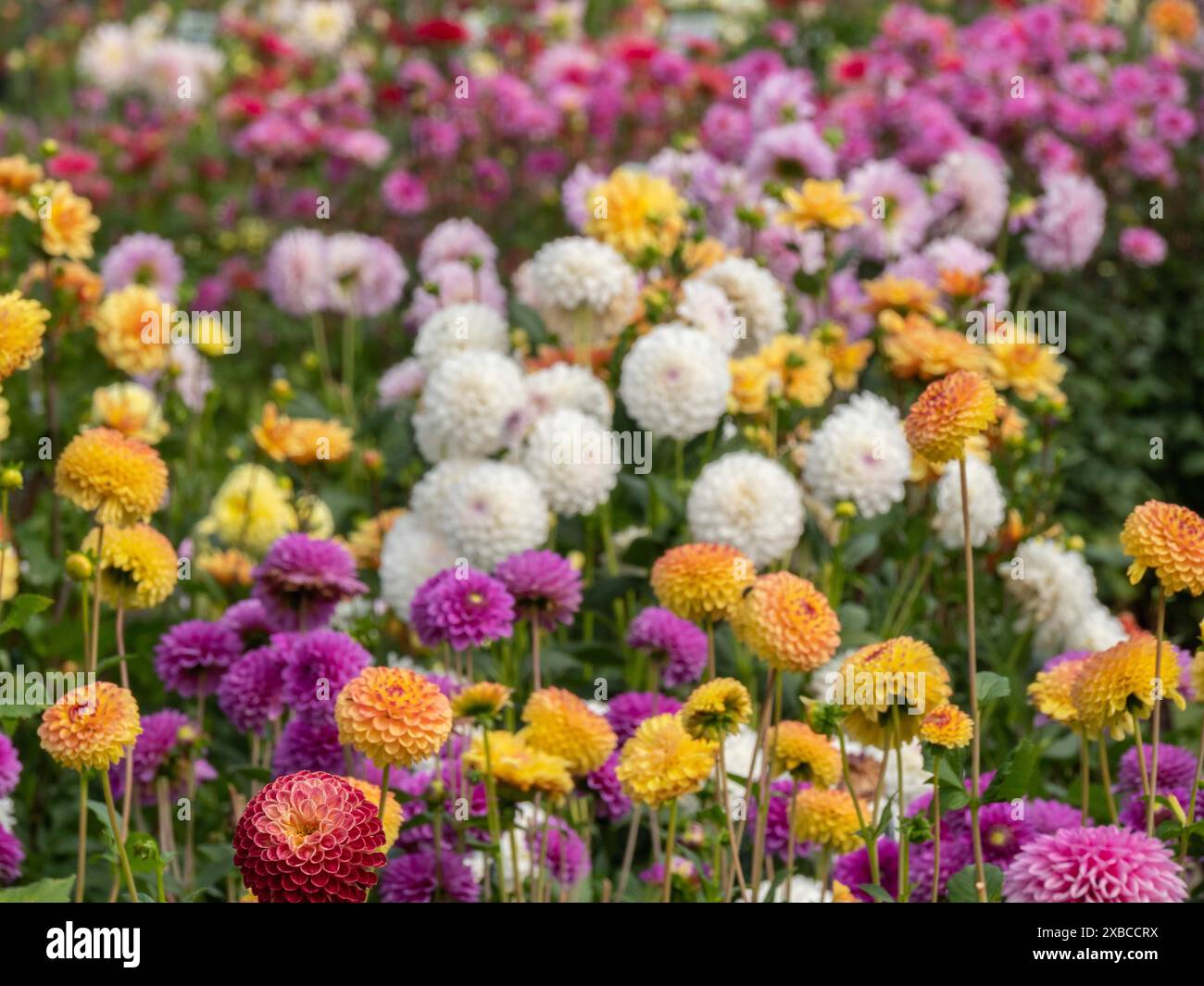 Large field of colourful dahlias in various shades and shapes, Legden ...