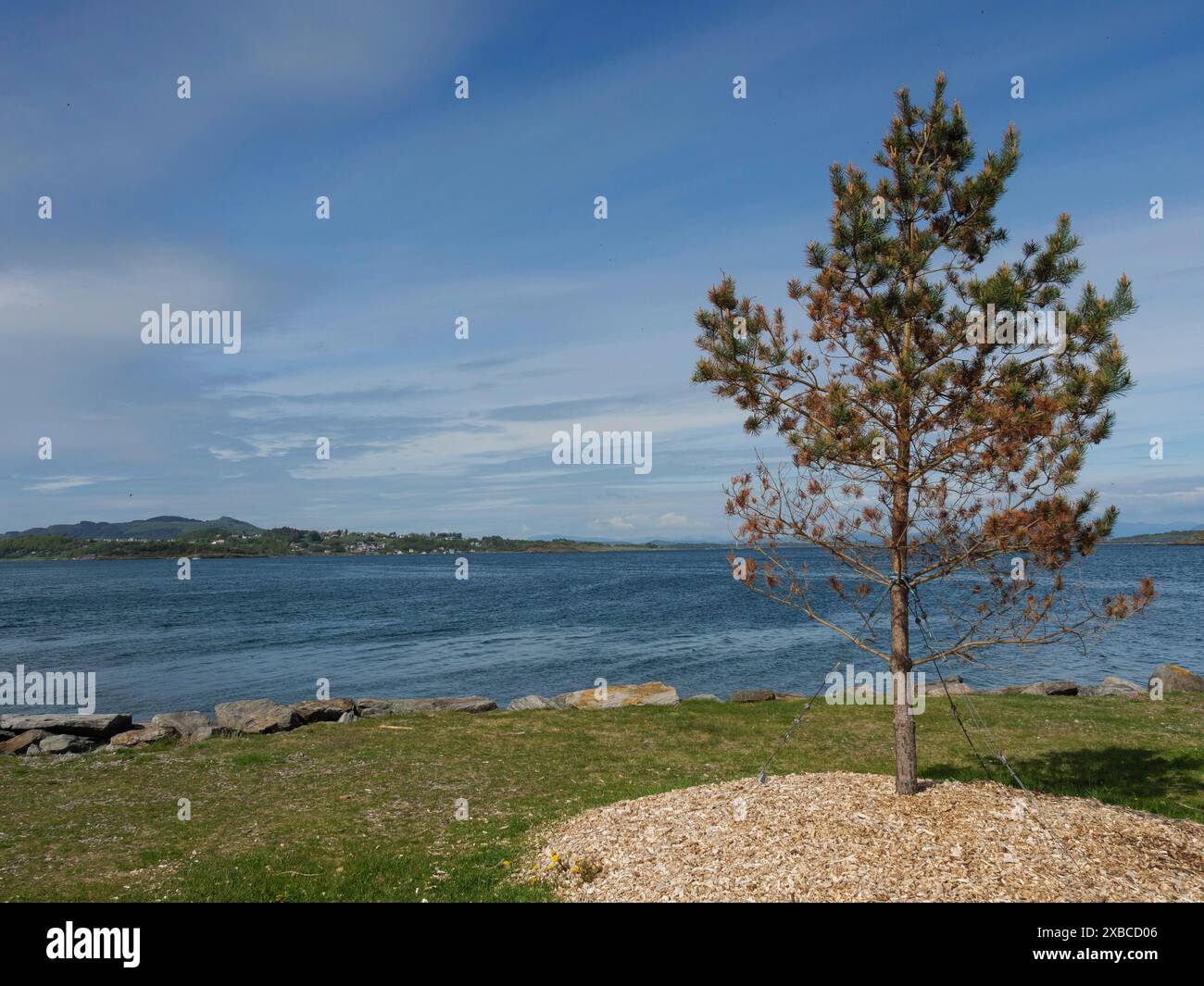 Coastal view solitary tree hi-res stock photography and images - Alamy