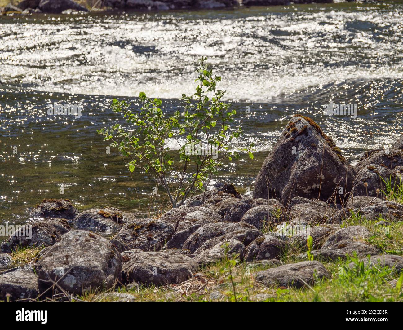 A bubbling river flowing through rocks, surrounded by green nature ...