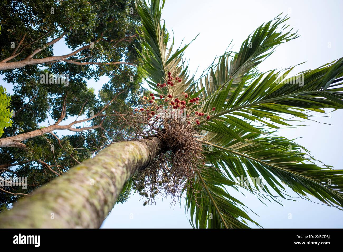 Red Areca nut palm, Betel Nuts, Betel palm (Areca catechu) hanging on ...