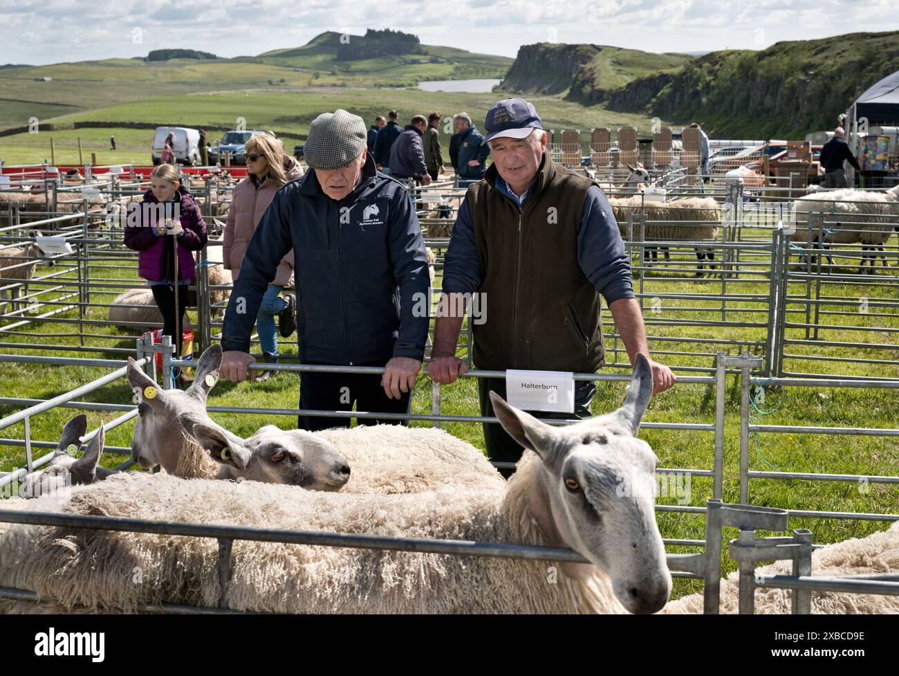 Sheep show, The 68th Roman Wall Show, Steel Rigg, Twice Brewed, Bardon ...