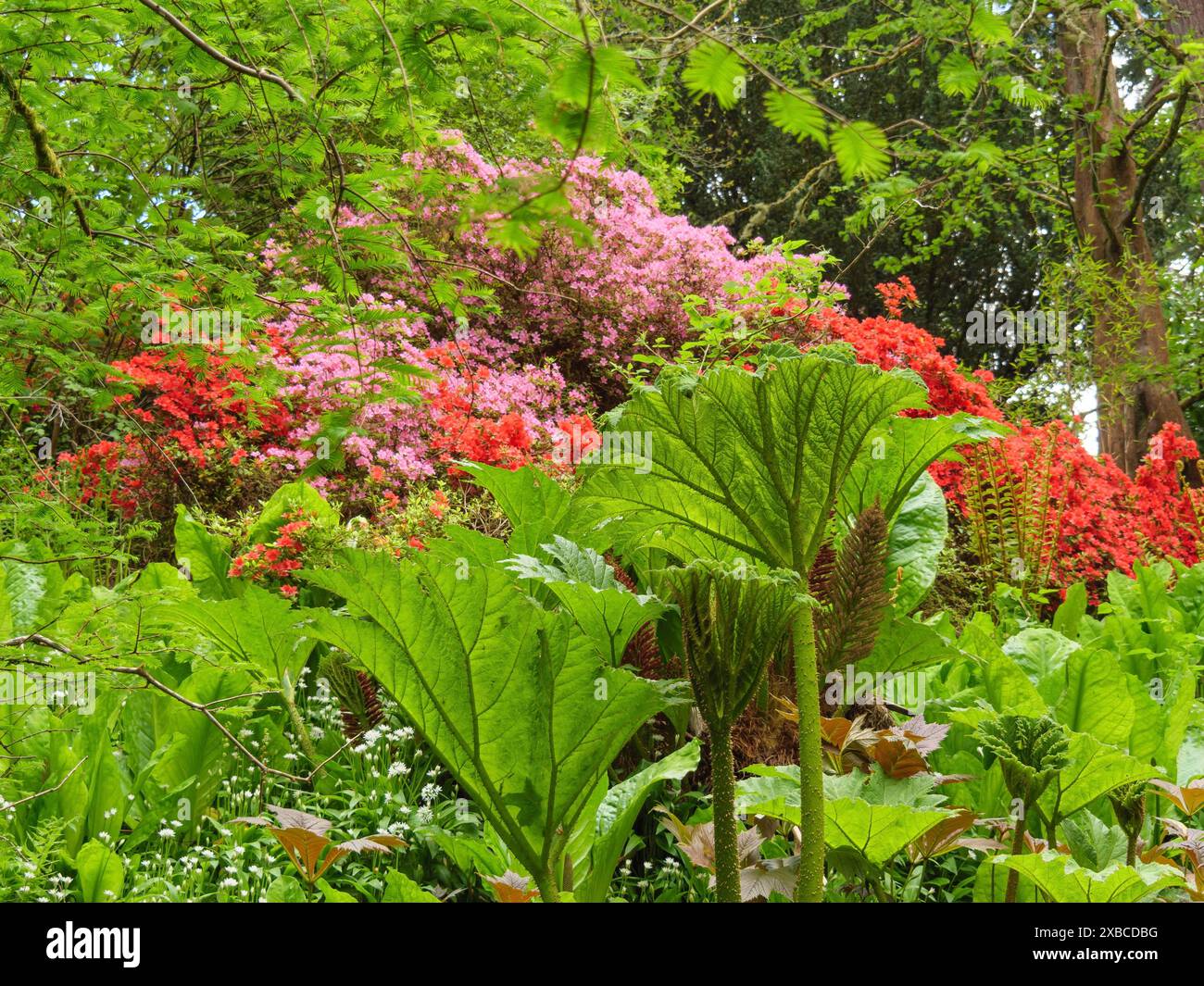 Lush plants and colourful flowers under tall trees in a wooded area ...