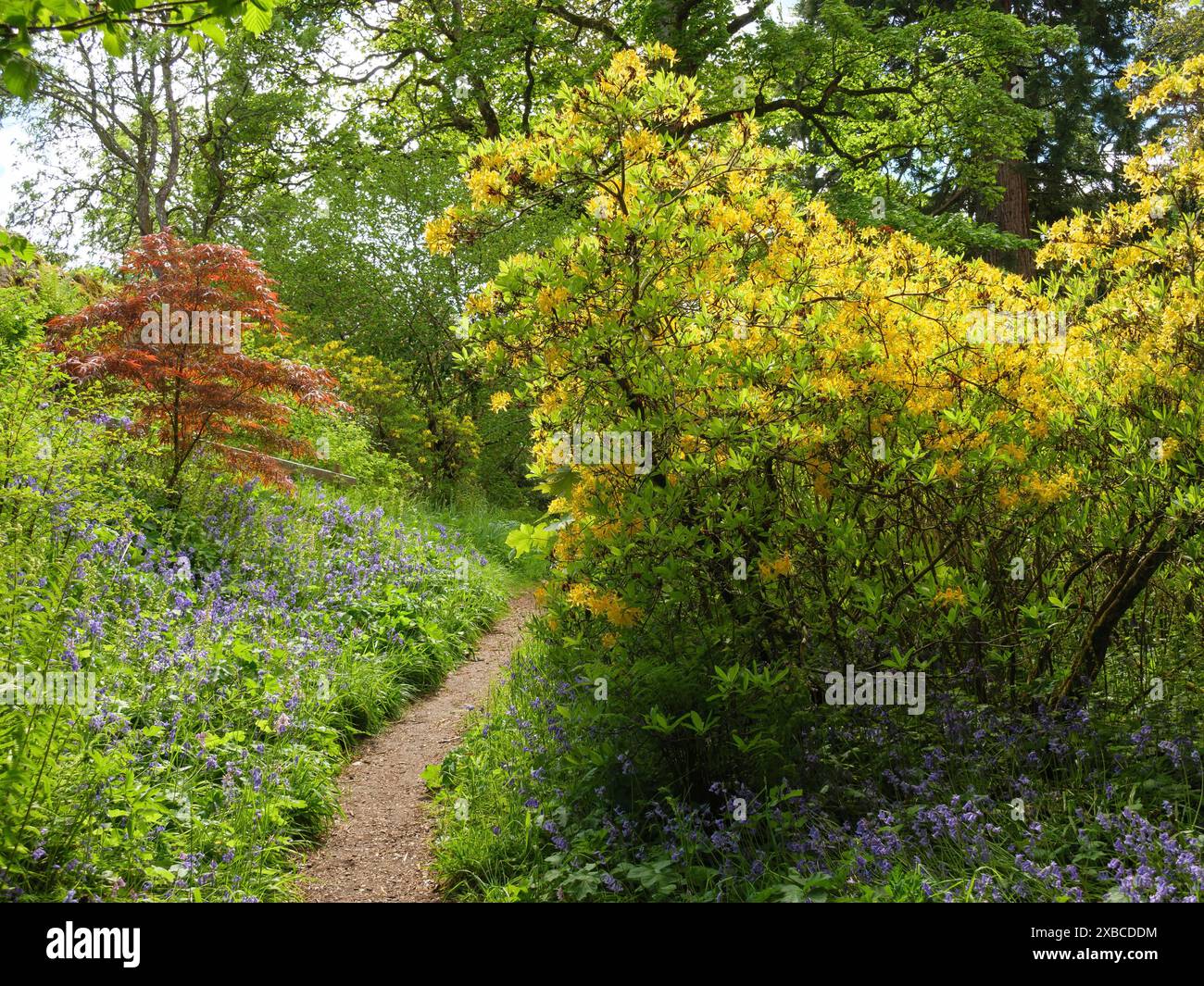 Forest path lined with flowering plants and colourful trees, idyllic ...