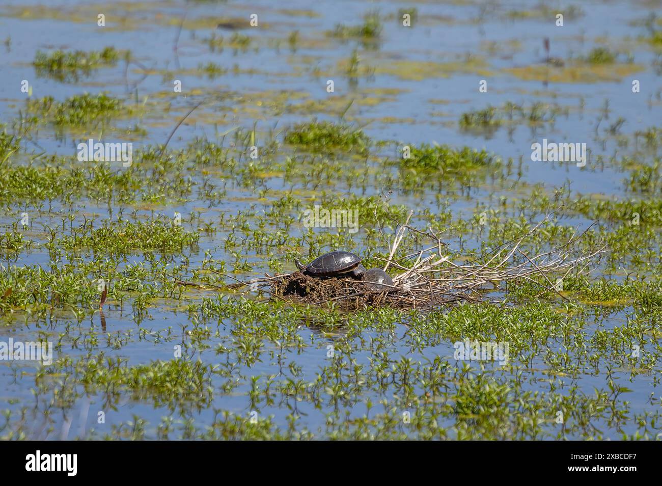 Two turtles basking on a small mound in a wetland area surrounded by ...