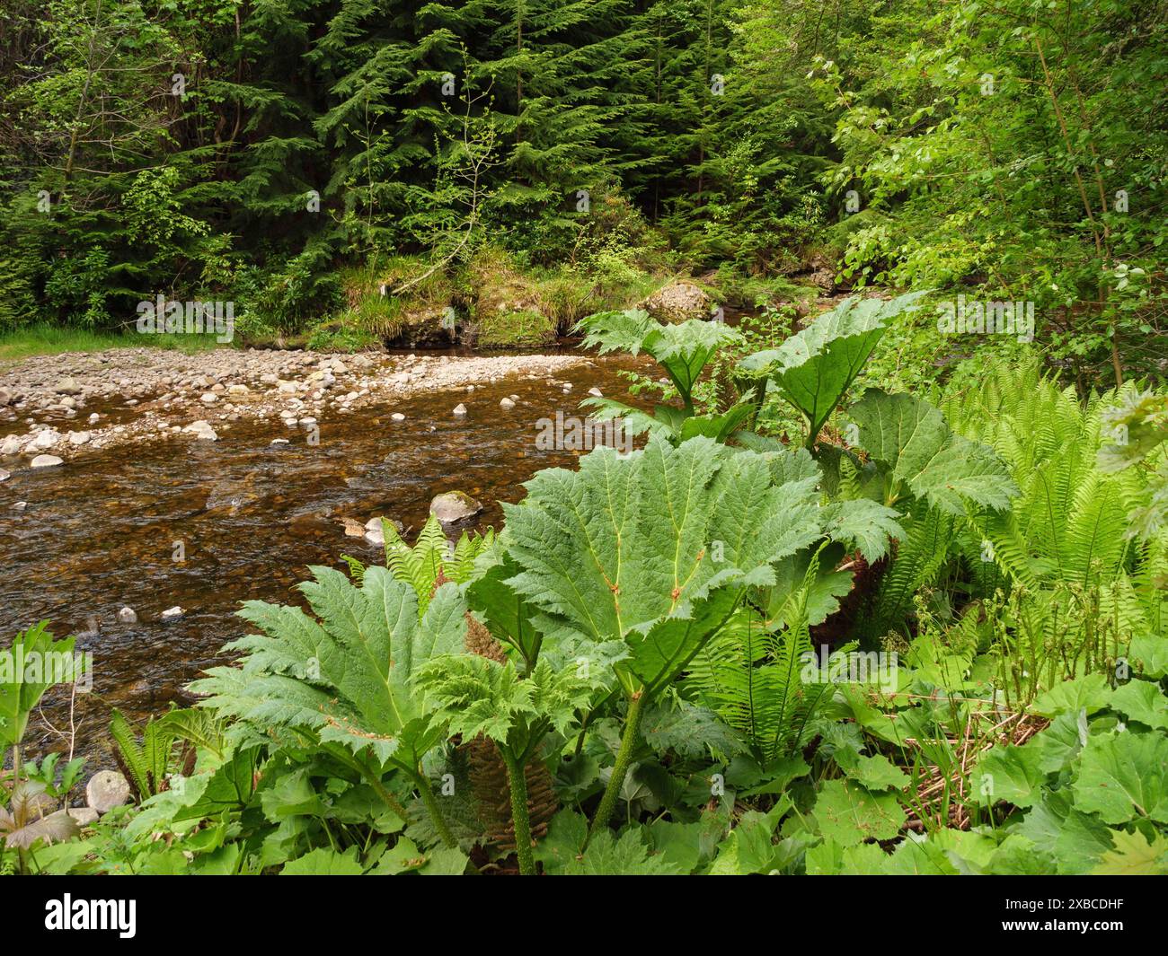 Clear stream flows through a green forest, surrounded by large plants ...