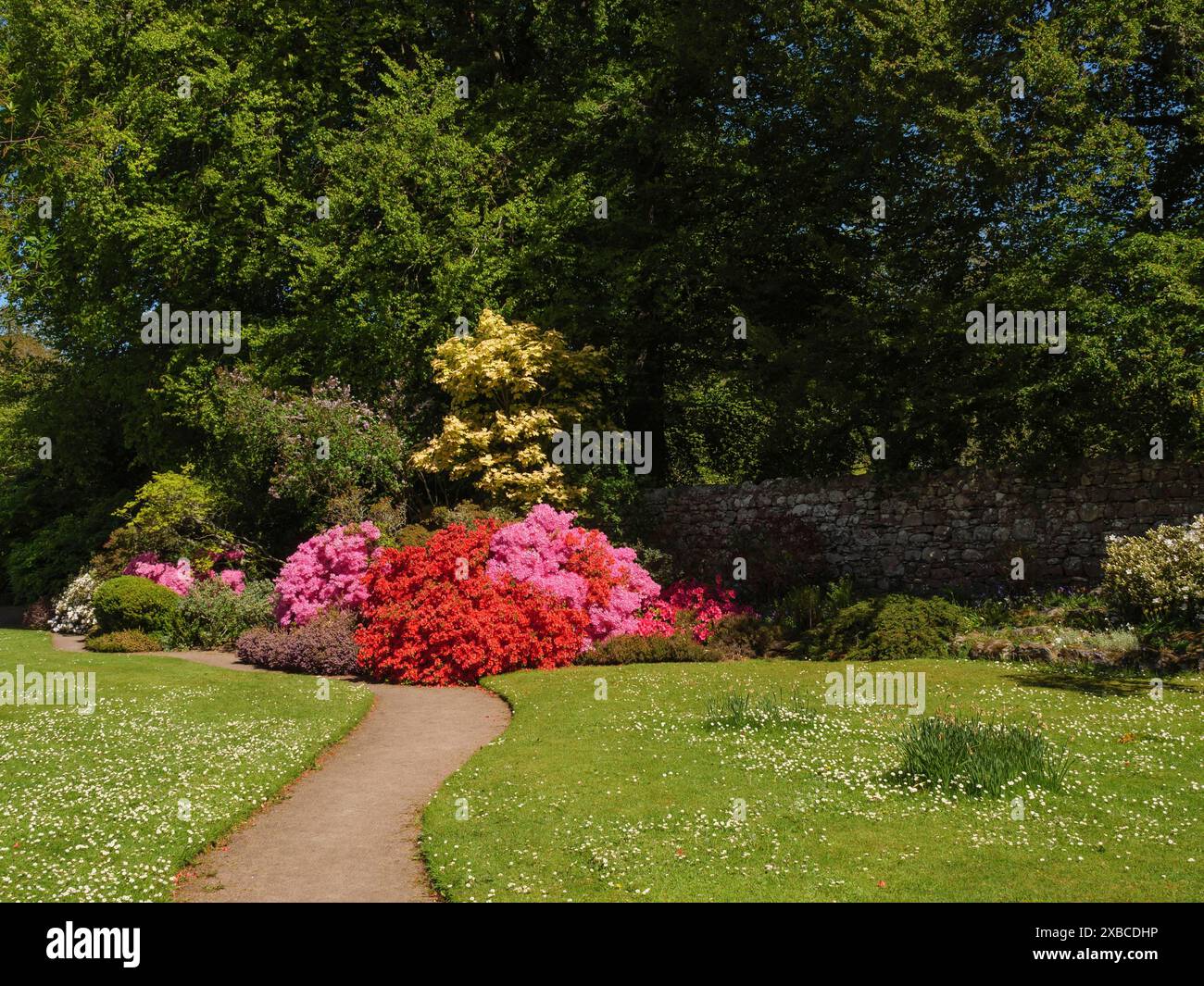 A well-kept garden with colourful blooming azaleas and a small path ...