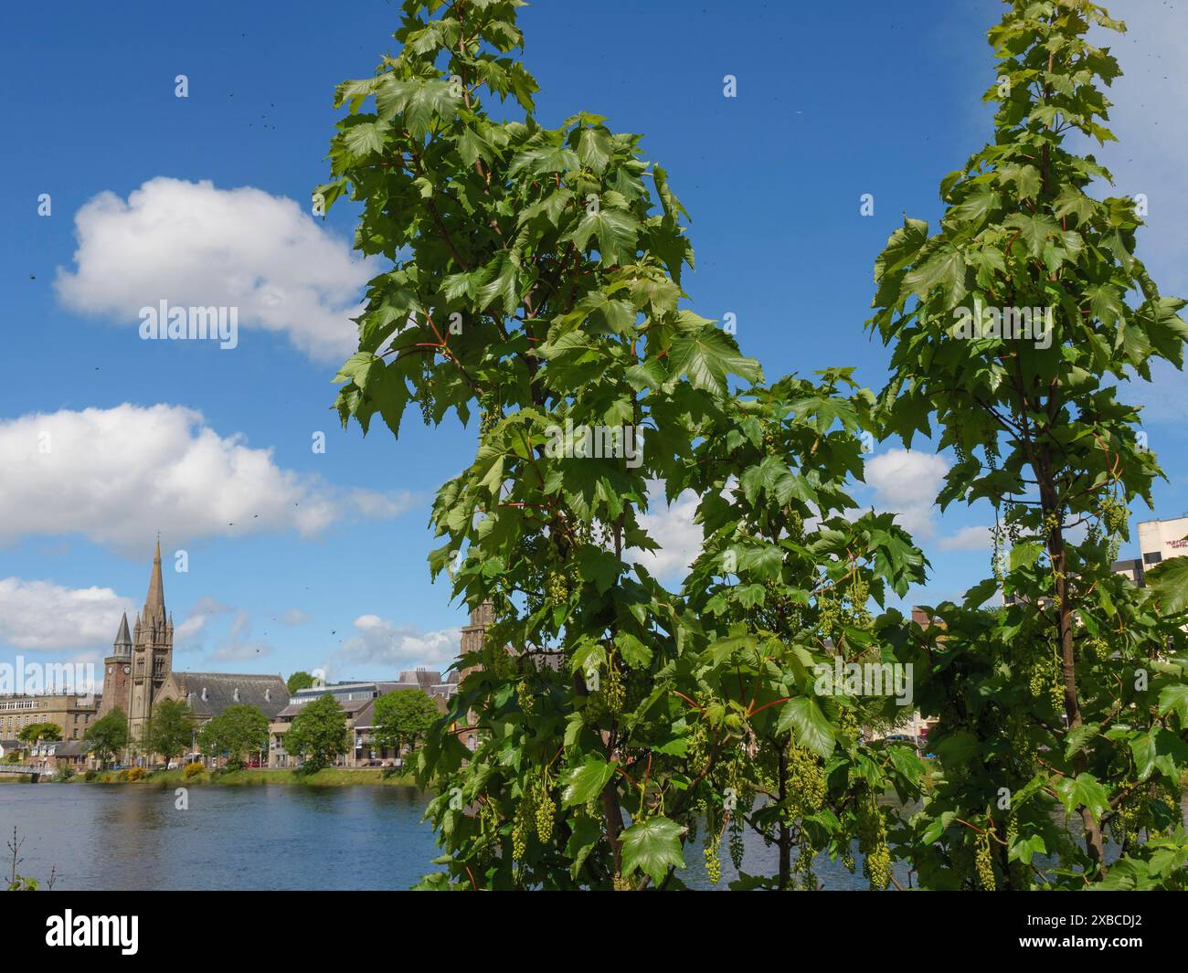 Church tower and urban buildings behind dense foliage and a river under ...