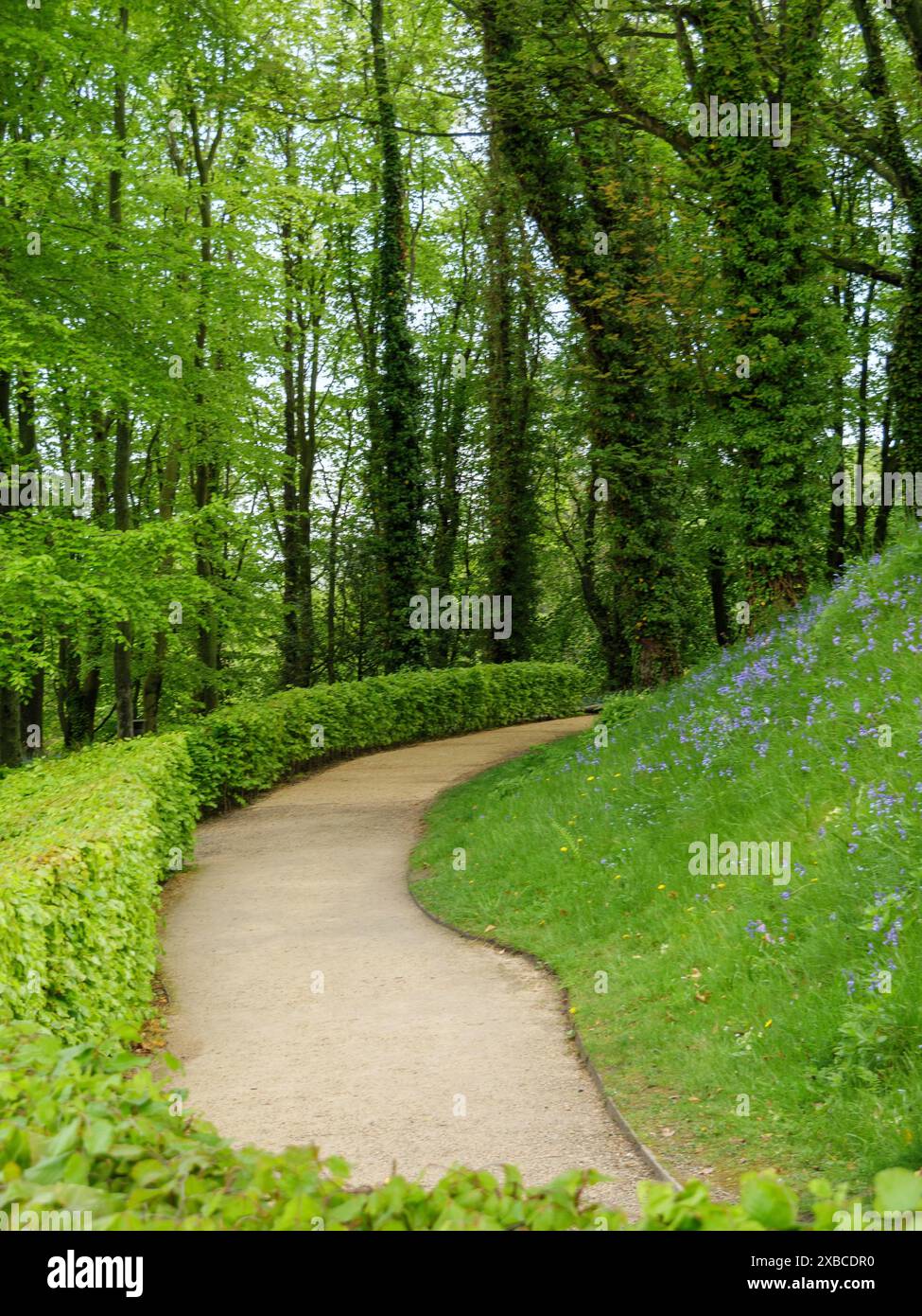 Lush green forest path surrounded hi-res stock photography and images ...