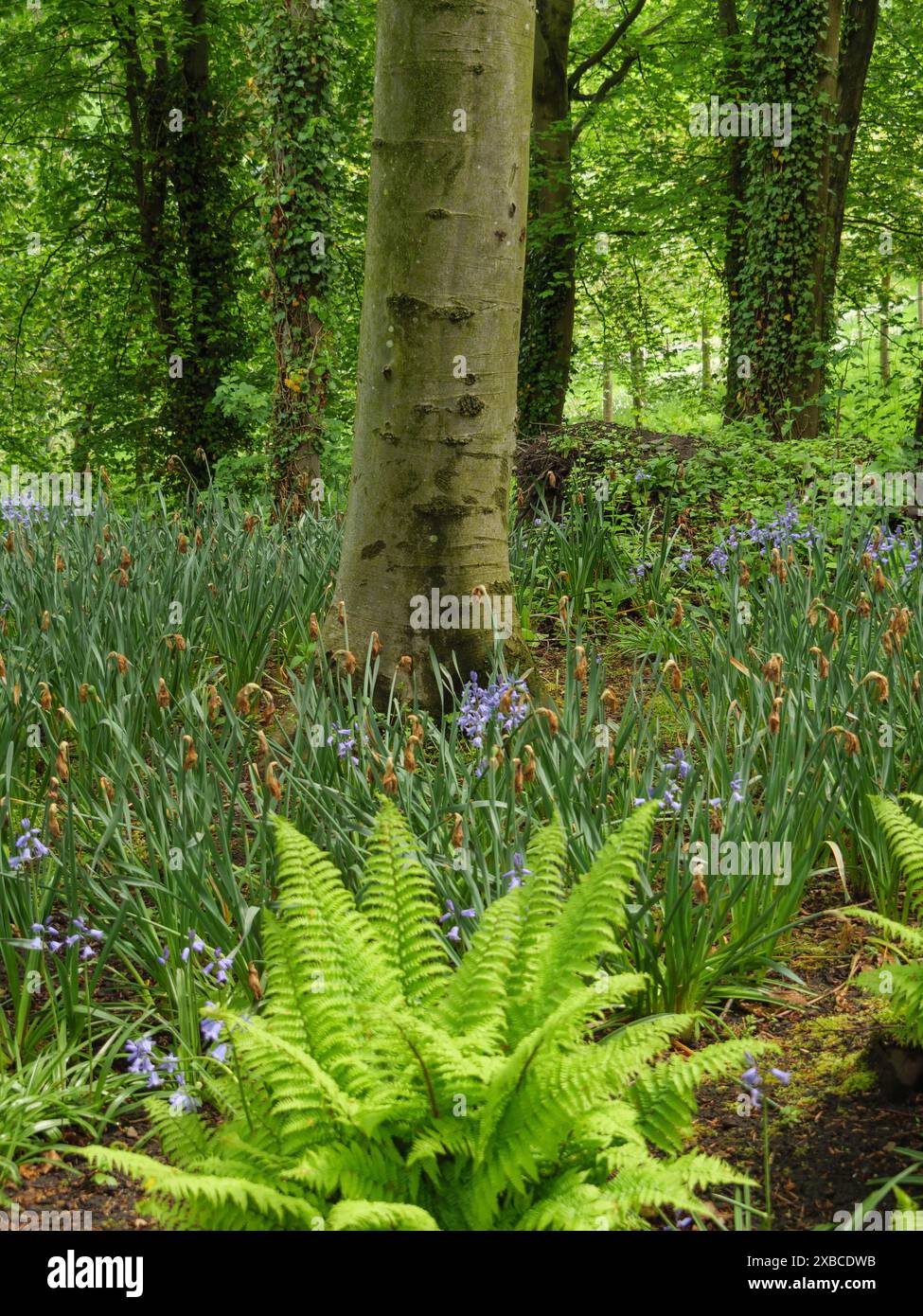 Large tree in forest surrounded by green ferns and other plants forming ...