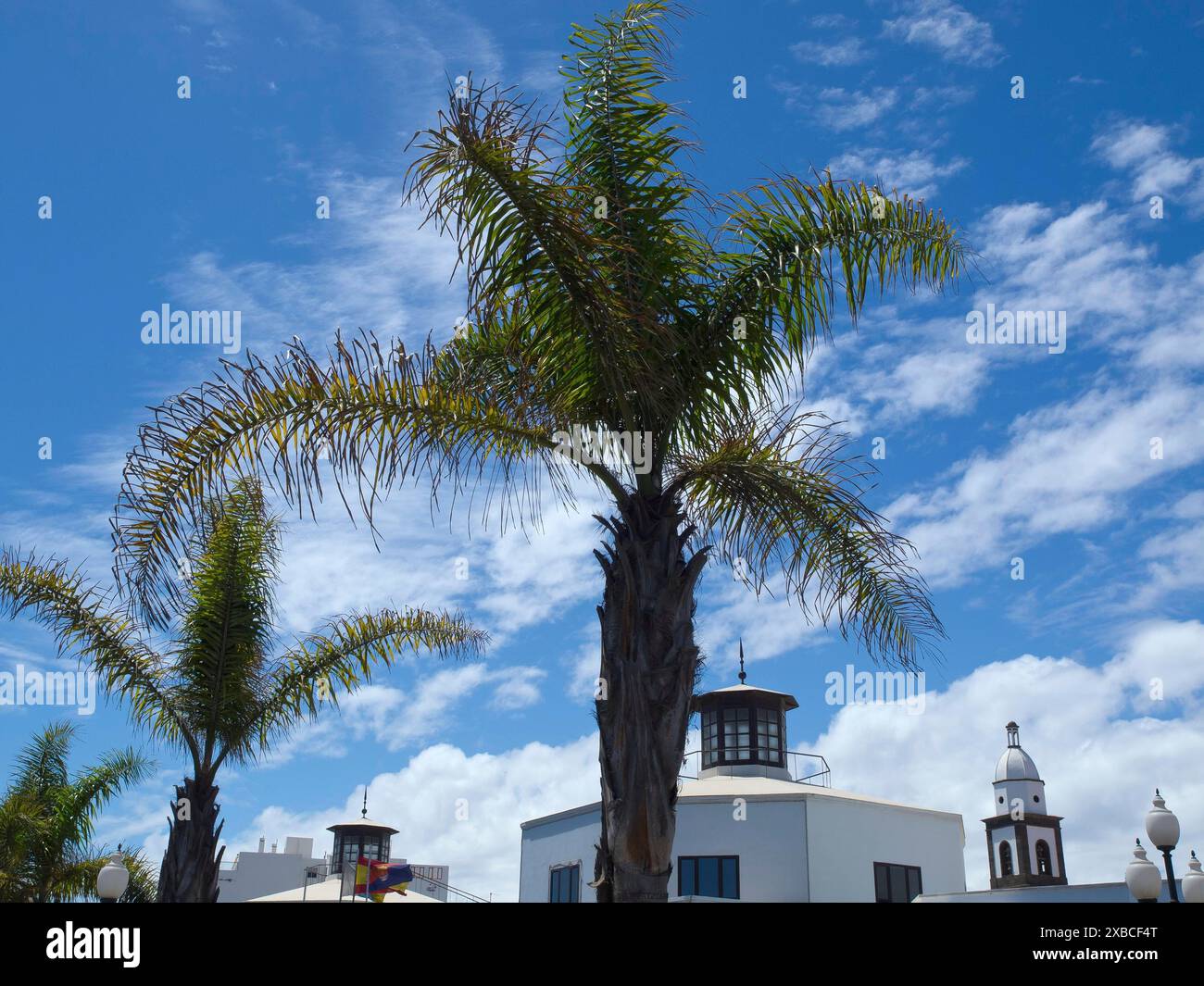 Tall palm trees in front of white buildings with architectural details ...