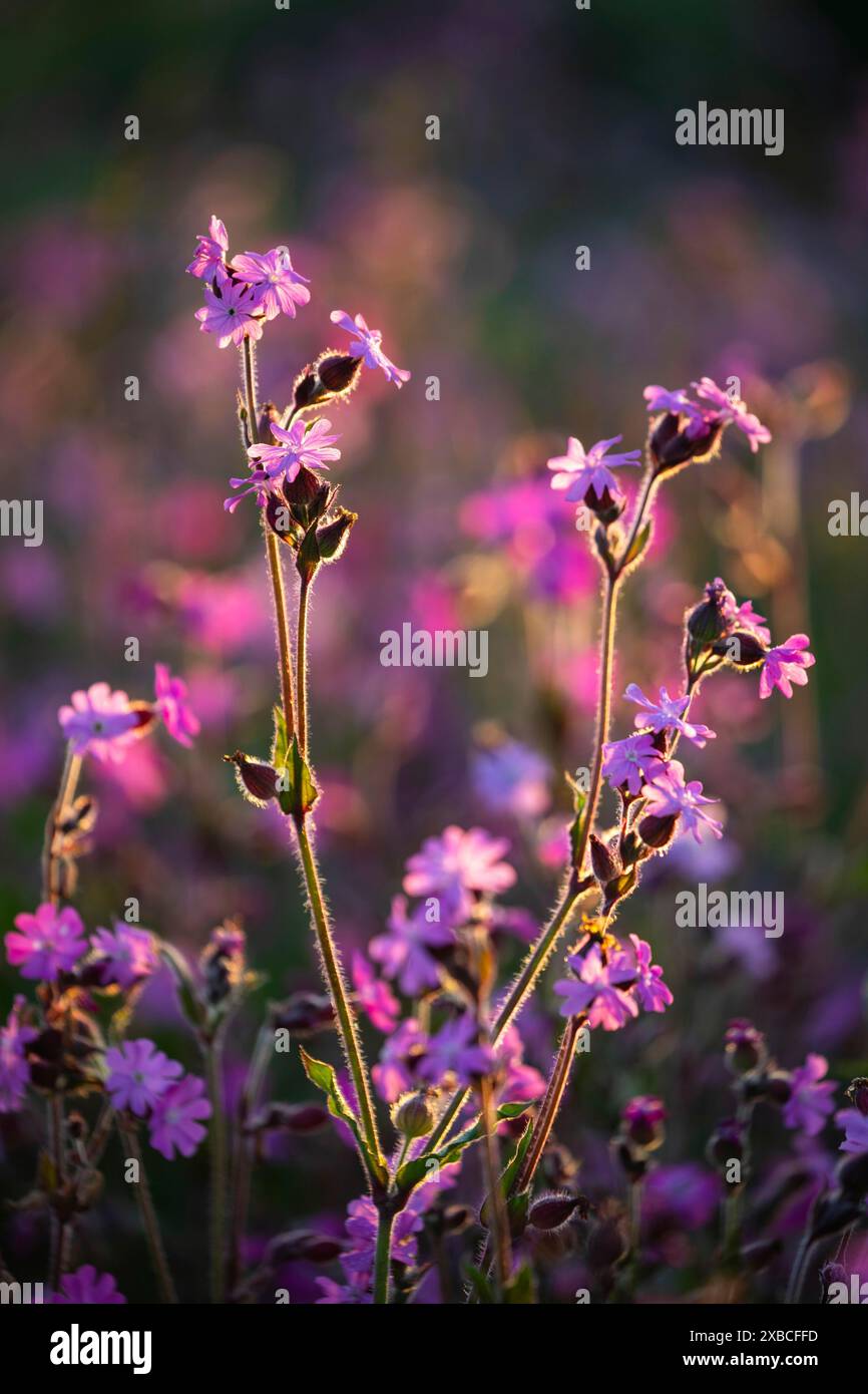 Red campion (Silene diocia) backlit, carnation family (Caryophyllaceae ...