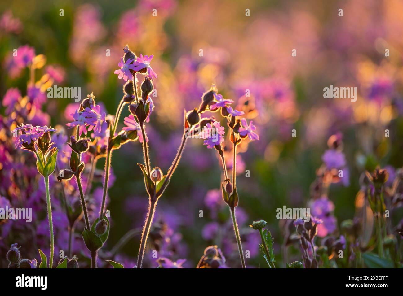 Red campion (Silene diocia) against the light, Caryophyllaceae ...