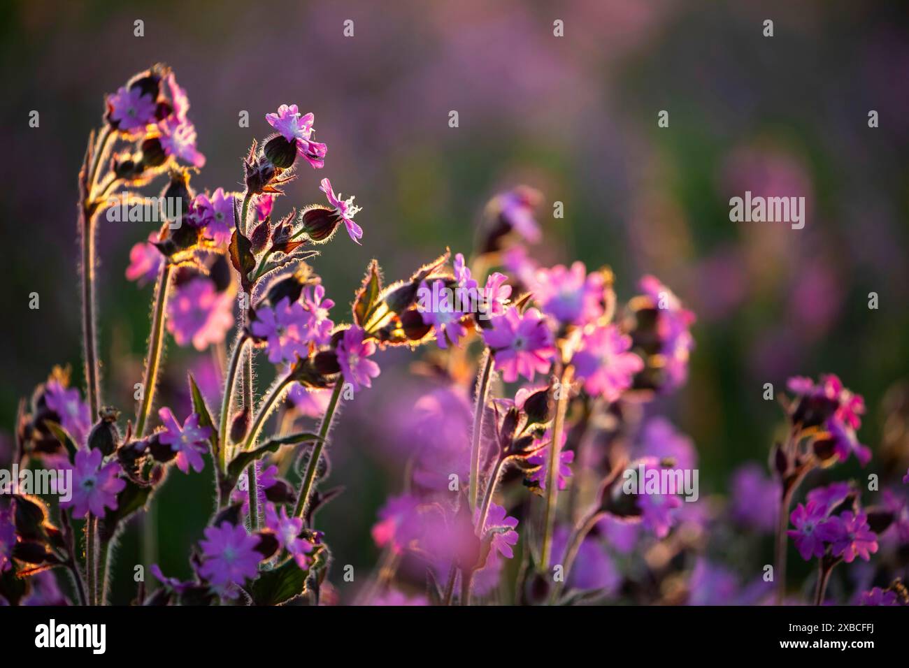 Red campion (Silene diocia) backlit, carnation family (Caryophyllaceae ...