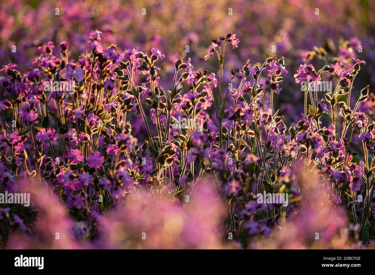 Red campion (Silene diocia) backlit, carnation family (Caryophyllaceae ...