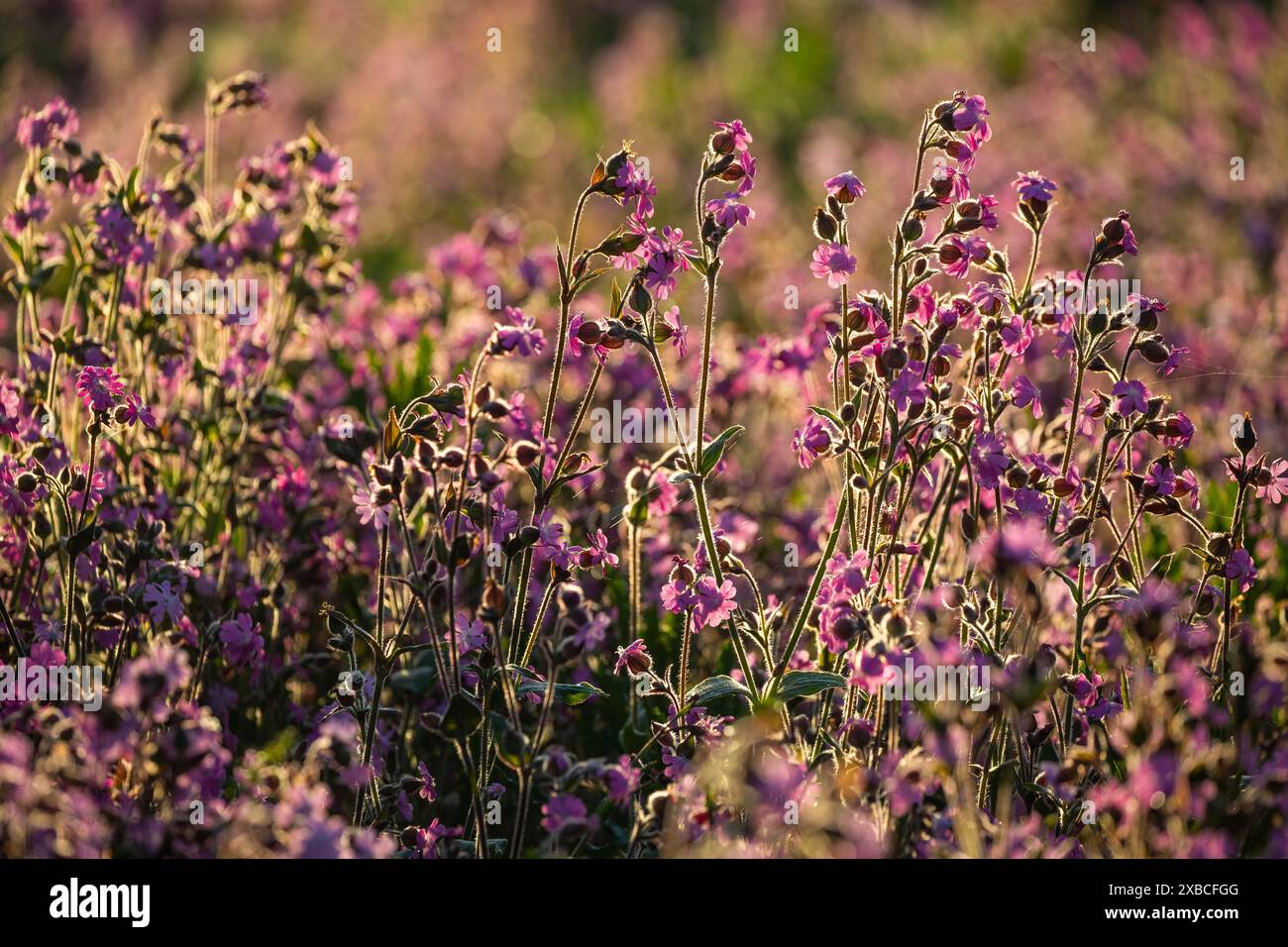 Red campion (Silene diocia) backlit, carnation family (Caryophyllaceae ...