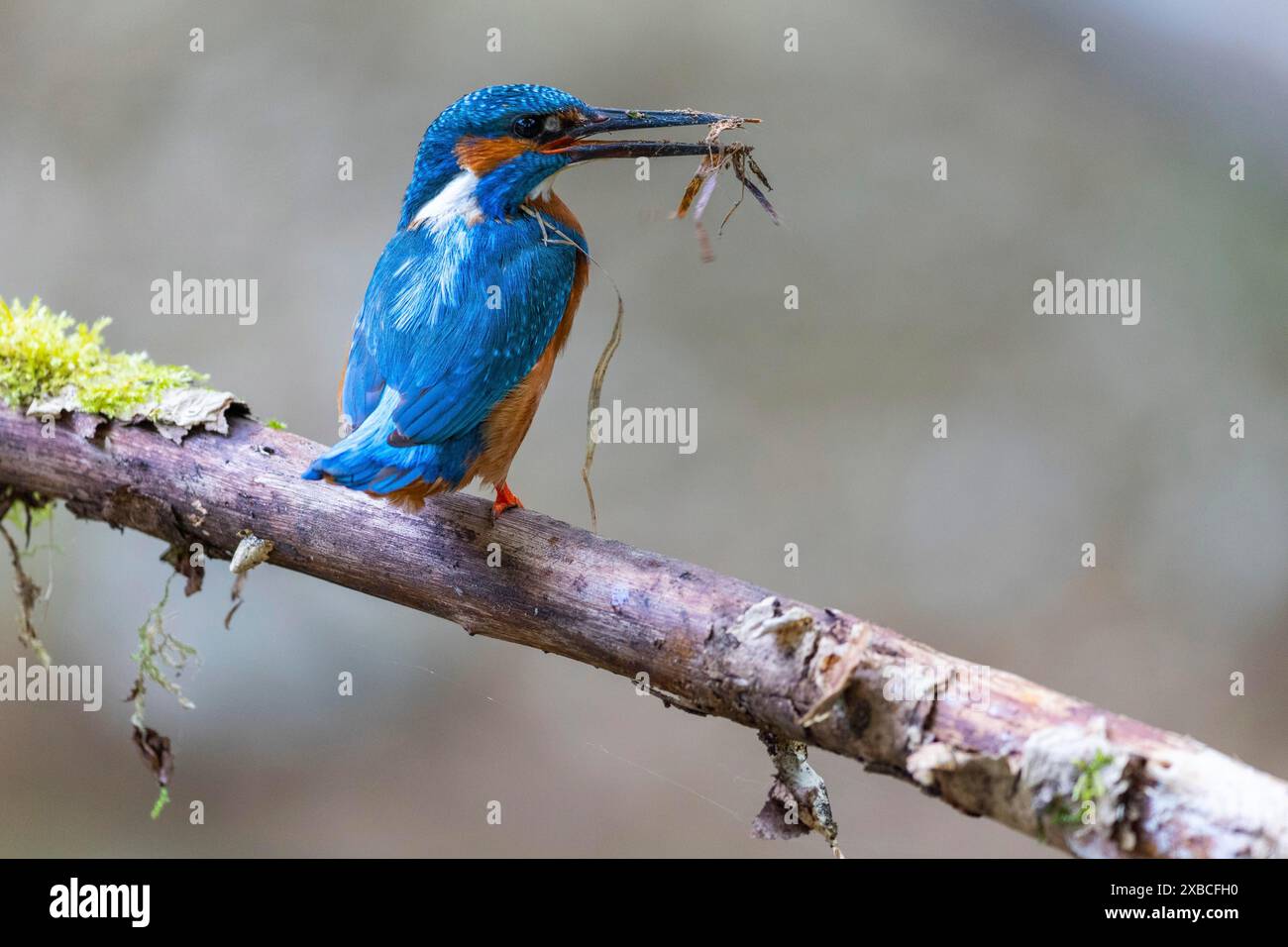 Kingfisher (Alcedo atthis) tending its breeding den, Kingfishers ...