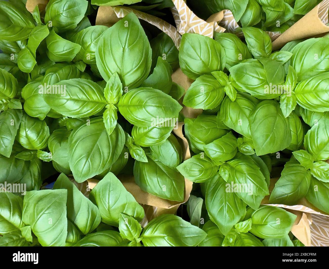 Baslikum (Ocimum basilicum) on display in grocery stores greengrocers ...